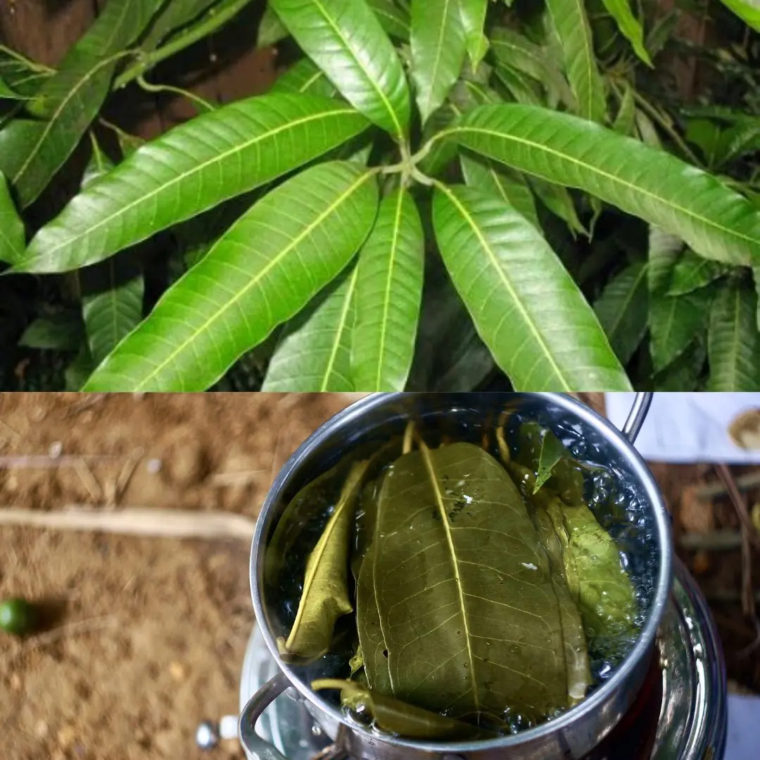 Everybody loves mangos, but most people don't realize how important ...